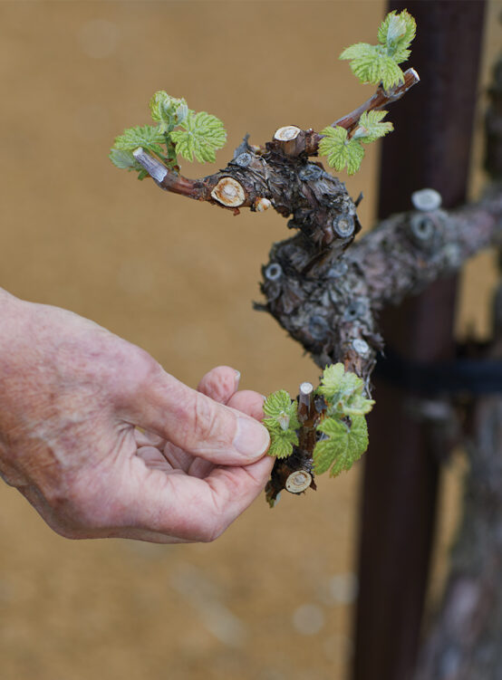 The Vines that Bind: Greenwich's Winemaking Couple | Moffly Media